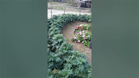 মাশাআল্লাহ অনেক সুন্দর ফুল এবং গাছ গুলো Shortvideo Youtubeshorts Youtube