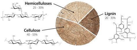 Emerging Enzymes Synbiomics Integrates Pulp Mill Data Into Biocatalyst