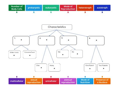 Characteristics Of Classification Graphic Organizer Diagrama Con Etiquetas