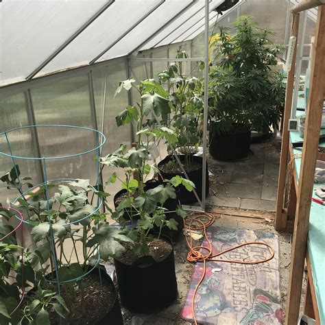 Ahhhh I Just Found Aphids On My Okra In The Greenhouse Glad I Saw Them Before They Spread