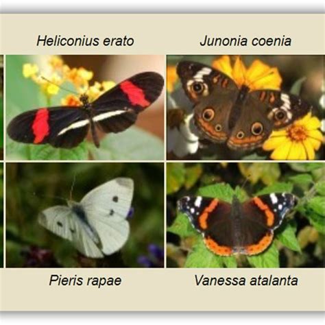 Butterfly Dataset Kaggle