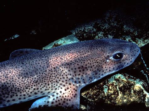 Small Spotted Catshark Class At Kenneth Locke Blog
