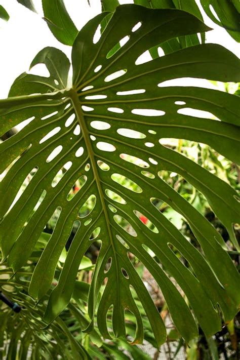 Monstera Deliciosa 가정 원예 경치 광합성 구멍 나뭇잎 녹색 녹지 도시 정글 몬스테라 무성한 밀림 바이오필리아 바이올린 리프 필로덴드론