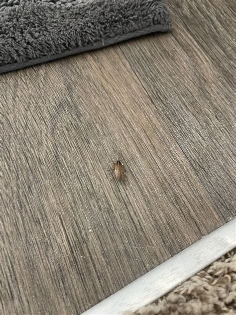 Just Moved In To Roach Infested Apartment Rgermanroaches