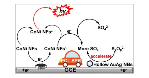 Novel Nucleic Acid Assisted Ion Responsive Ecl Biosensor Based On