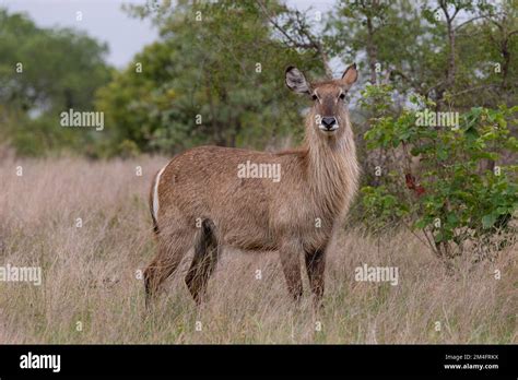 Large Male Water Buck Standing Looking Sat The Camera In The Kruger