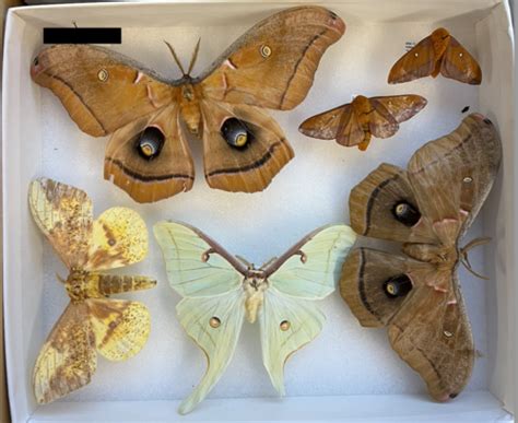 Lepidoptera Flashcards Quizlet