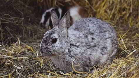How To Prepare A Rabbit Nest Box Everbreed