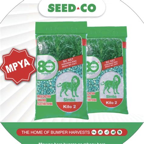 Seedco Chapa Simba Mpya Namba 657 Ni Mbegu Yenye Kipato Kikubwa Kwa