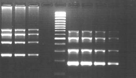 Sensitivity Of Regular And Nested Multiplex Pcr Lanes 1 4 Regular Pcr