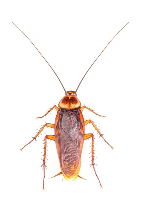 Premium Photo Cockroach Isolated On White Background