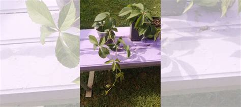 Девичий виноград купить в Алексине Товары для дома и дачи Авито