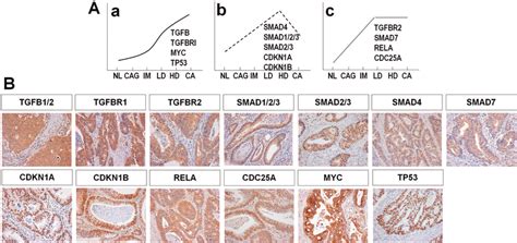 A Three Types Of Expression Patterns Were Observed For Tgfb Signaling Download Scientific