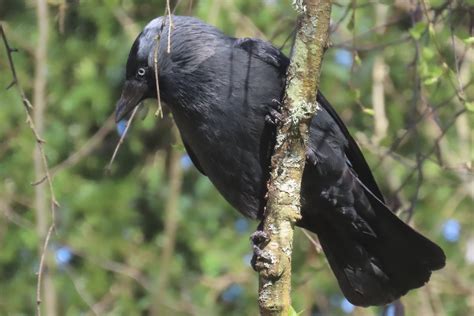Jackdaw Birdforum