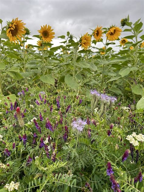 Diverse Forage Crops Farmer Experience And Examples — Quorum Sense