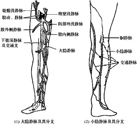 一、解剖结构与血流动力学 普外亚专科疾病
