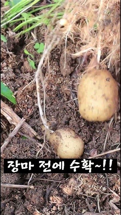 감자 수확~ 손맛이 끝내줘요~ Youtube