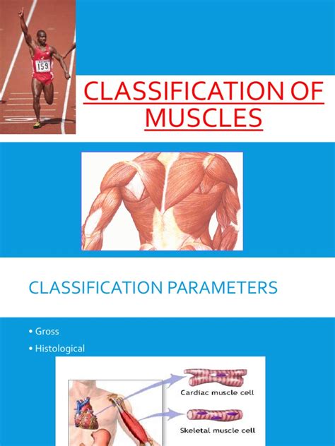 Classification Of Muscles Skeletal Muscle Muscle