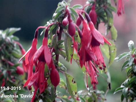 Bellenplant Fuchsia David