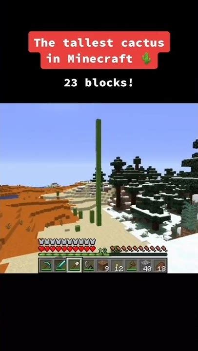 Tallest Cactus In History Of Minecraft Must Try Mutahirplayzyt Youtube
