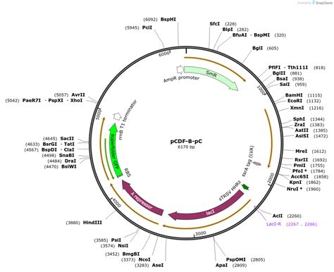 Addgene Pcdf B Pc