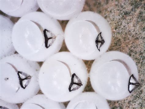 Marmorierte Baumwanze Eigelege Naturfotos Näher Hingeschaut