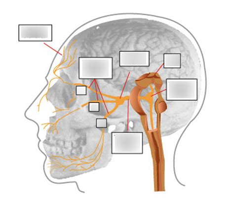 Diagram Of Trigeminal Nerve Route Quizlet