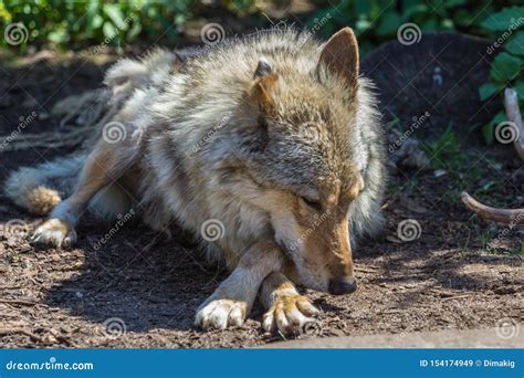 Gray Wolf Timber Wolf Lying On The Grass Eurasian Animals Stock Image