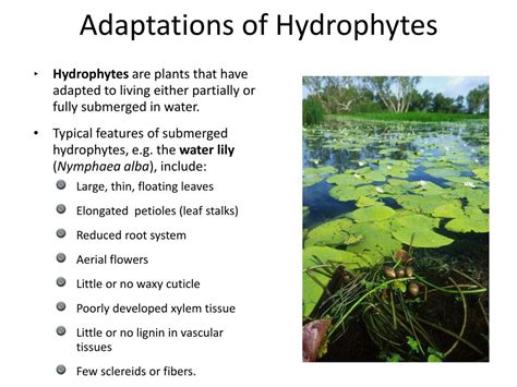 Ppt Adaptations Powerpoint Presentation Free Download Id 1594839