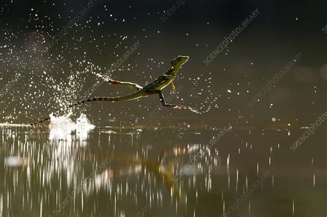 Basilisk Lizard Walking On Water Plumed Basilisk Or Jesus Lizard