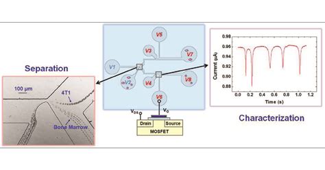 Simultaneous On Chip Dc Dielectrophoretic Cell Separation And Quantitative Separation