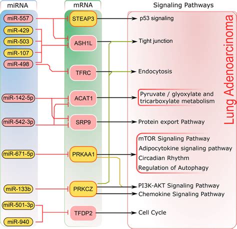 Integrative Analysis Of Mirnamrna Associations Pink Boxes Represent