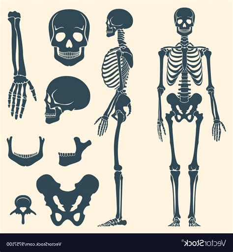 Human Skeleton Vector At Collection Of Human Skeleton Vector Free For Personal Use Human Skeleton Vector At Collection Of Human Skeleton Vector Free For Personal Use