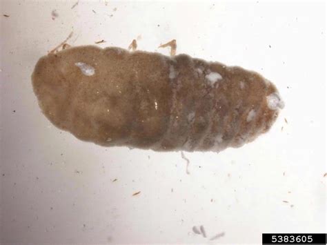 Banana Mealybug Pseudococcus Jackbeardsleyi Hemiptera Pseudococcidae