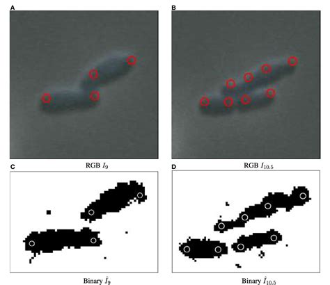 Figure 1 From A Novel Methodology For Characterizing Cell Subpopulations In Automated Time Lapse