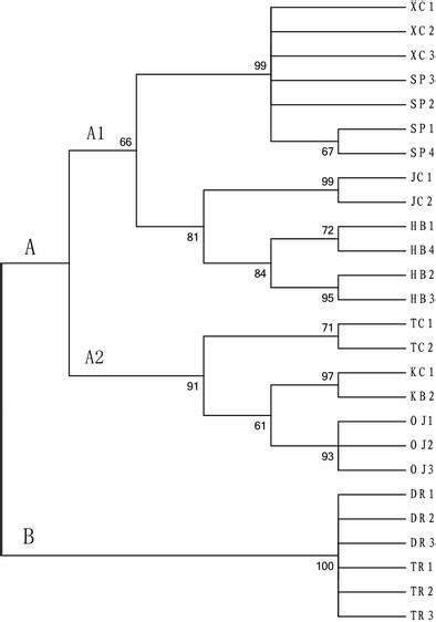 maximum likelihood based phylogenetic tree of the d loop sequences in