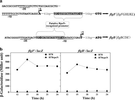Activation Of The Expression Of Operons Involved In Flagella Biogenesis