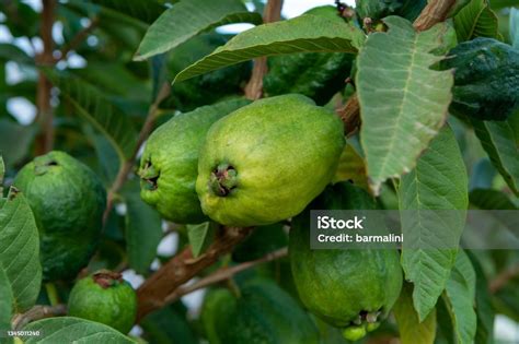 수확 할 준비가 사과 구아바 식물의 잘 익은 향기로운 과일 0명에 대한 스톡 사진 및 기타 이미지 0명 건강한 식생활 과일 Istock