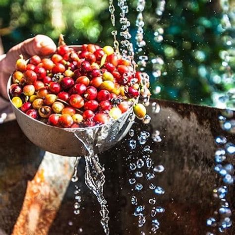 Washed Coffee Processing Bright Profile Coffee Corporation