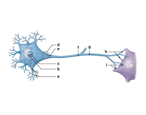 Parts Of A Typical Neuron Quiz