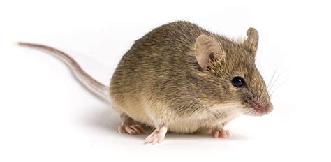 Agouti Mouse You Are What Your Grandmother Ate New Scientist