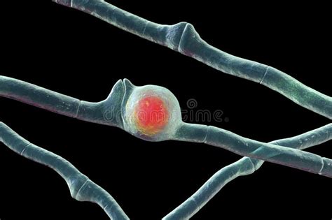 Basidiobolus Ranarum Microscopic Fungi 3d Illustration Cause Chronic