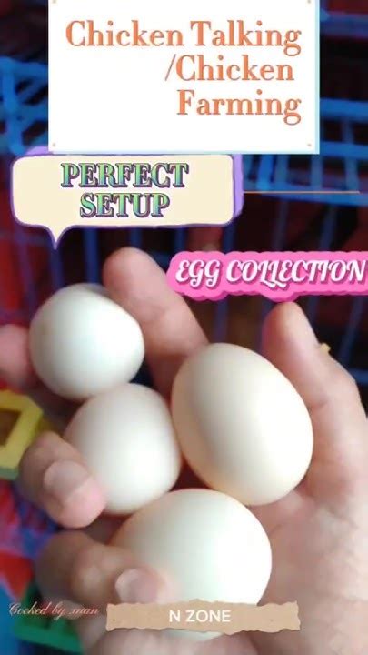 Chicken Talking Chicken Farming বারান্দায় মুরগি পালন 🐓 খাঁচায় মুরগি পালন Egg Collection