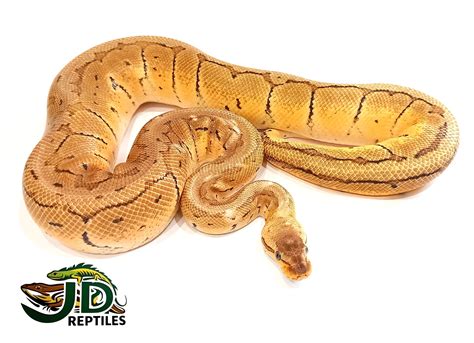 Lemon Blast Ball Python Jd Reptiles Lb
