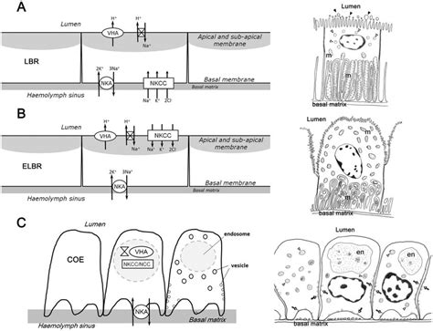 Schematic Drawing Of The Ion Regulatory Models And The Ultrastructure Download Scientific