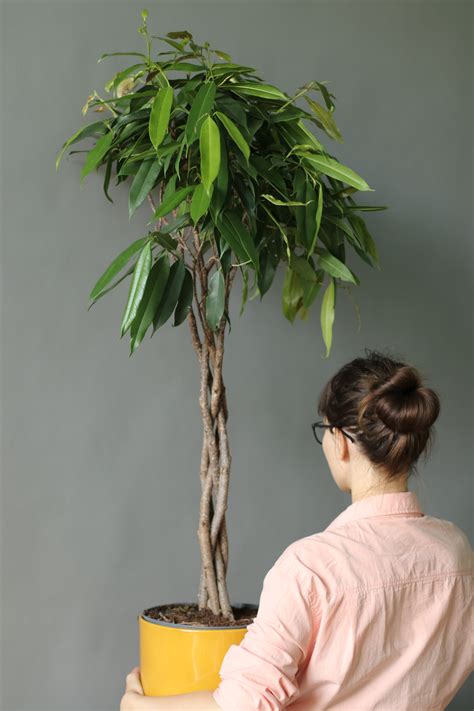 Фикус Амстел Кинг купить в Минске с доставкой | Cactus.by