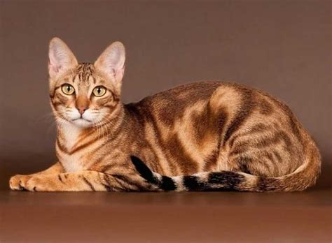 Meet The Sokoke The Rarest Cat Breed In The World