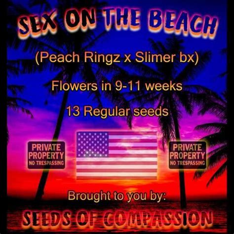 Seeds Of Compassion Sex On The Beach 13 Reg Seeds Great Lakes