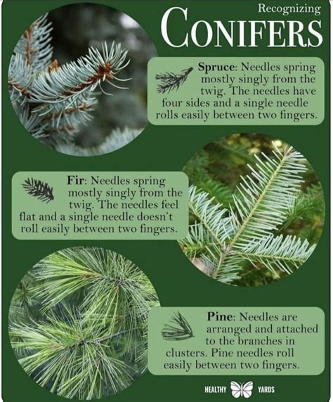 How To Identify Spruce Fir And Pine Trees Artofit