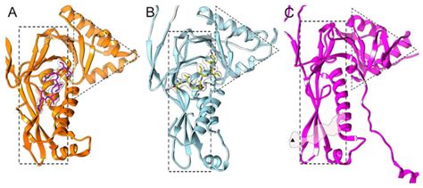 Binding Pockets For The Targeting Peptide That Directs Protein Cargo